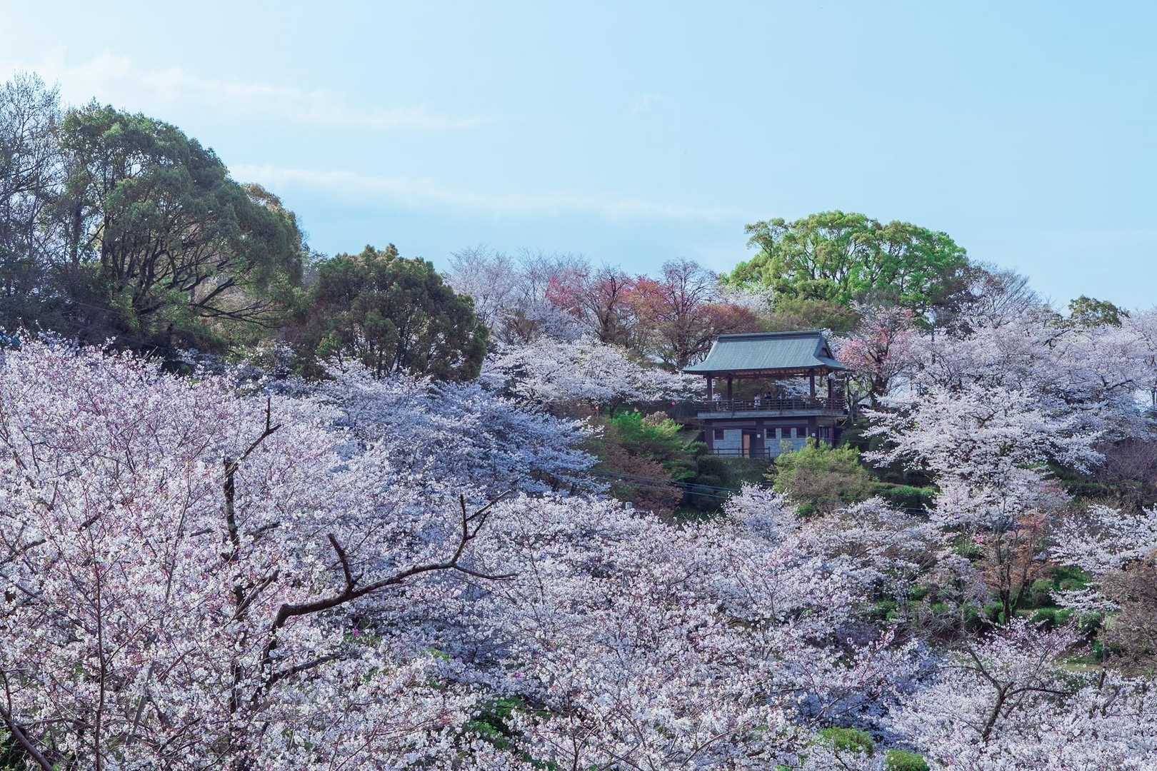 熊本の桜はほぼほぼ満開です！ / kinjunさんのモーメント | YAMAP / ヤマップ