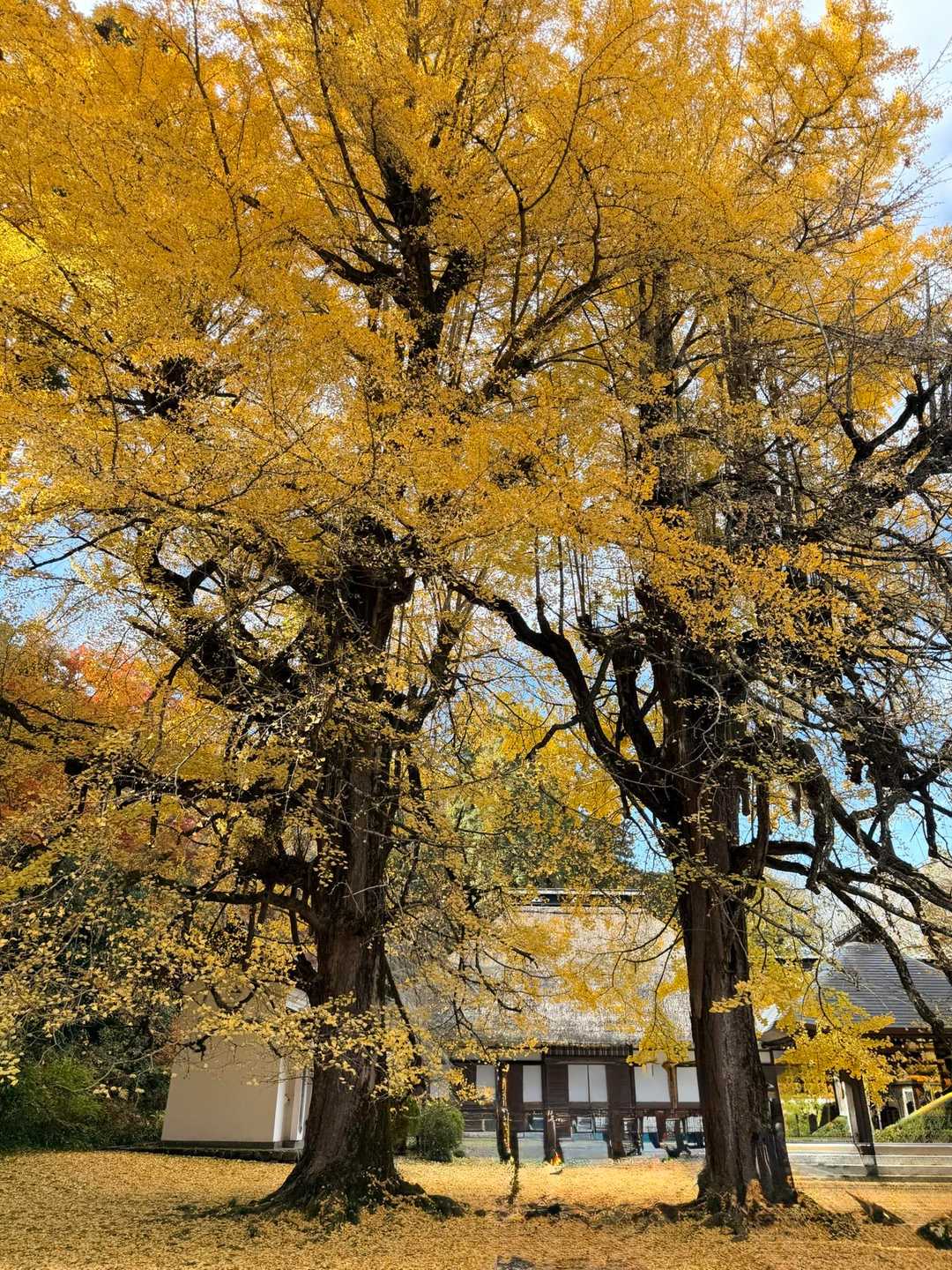 滝川渓谷 紅葉狩り / ストロンガーKさんのウォーキングの活動データ | YAMAP / ヤマップ