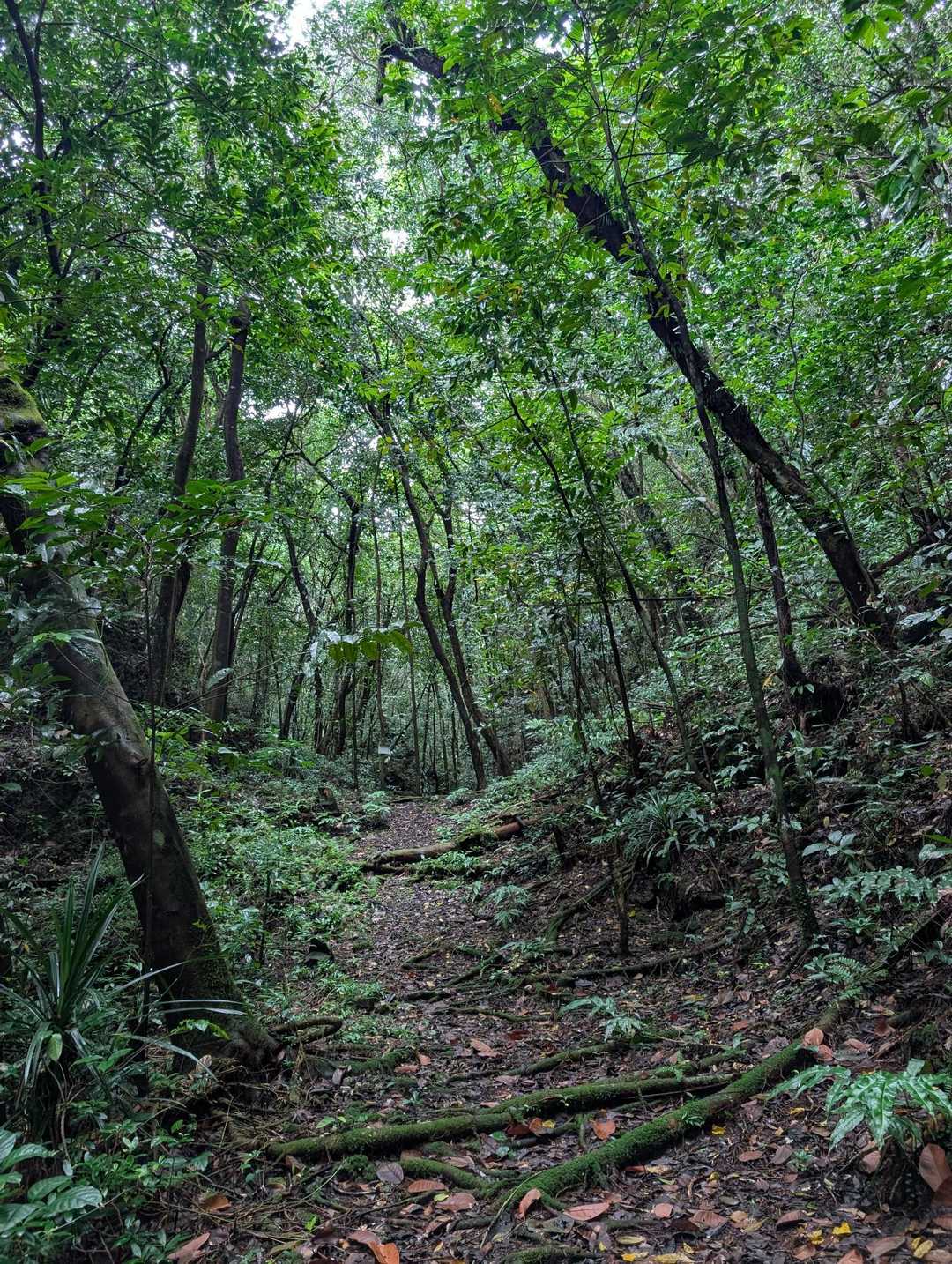 ペリリュー島最高峰(パラオ共和国) / ちゅうのすけさんのグアム 中央エリアの活動データ | YAMAP / ヤマップ