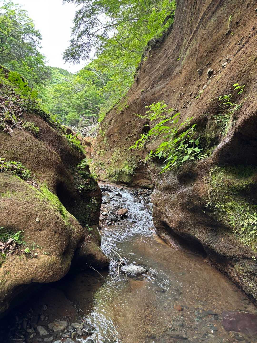 西丹沢の沢登り / maikoさんの大室山・畦ヶ丸・菰釣山の活動データ | YAMAP / ヤマップ