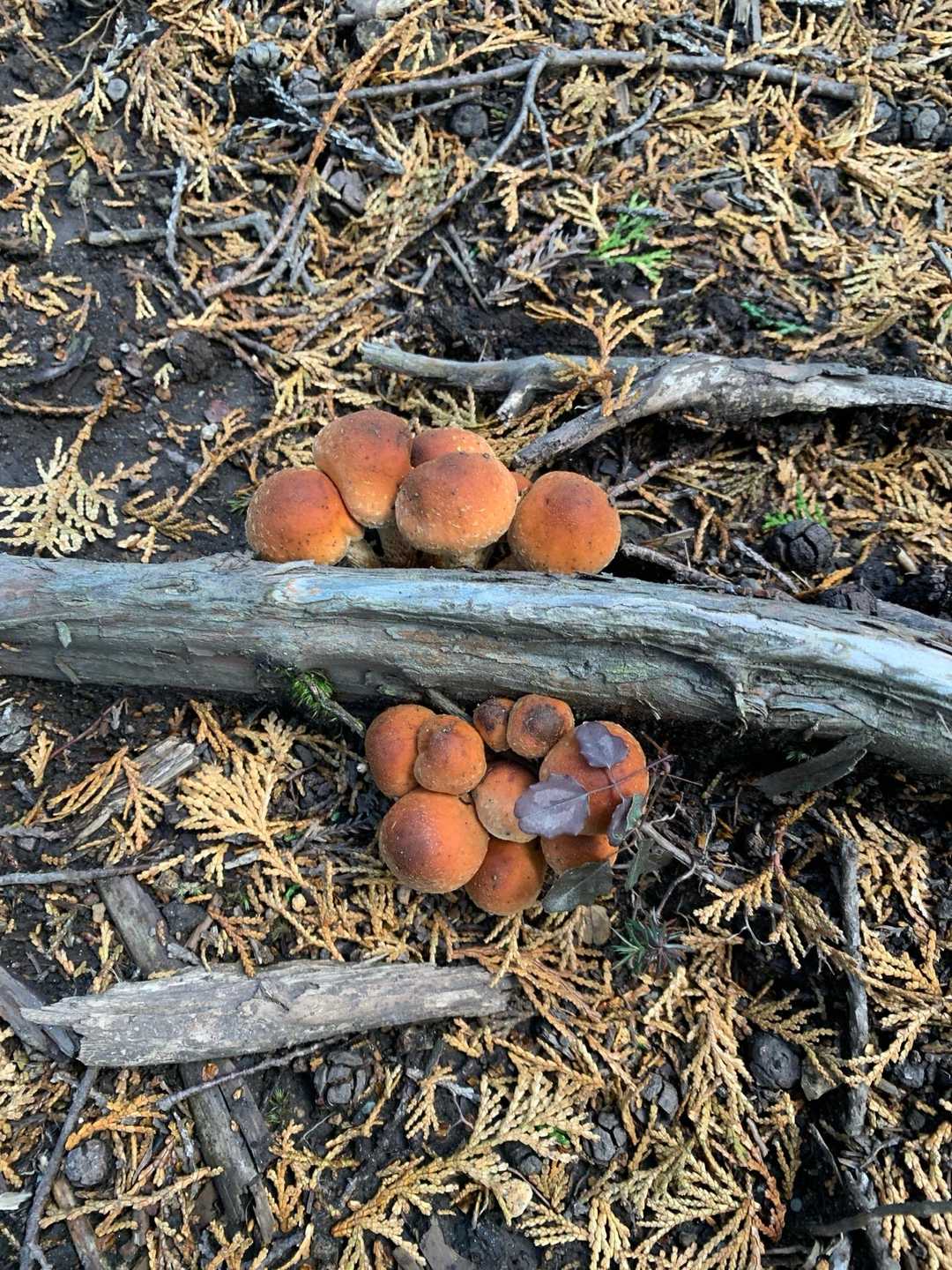 三辻山⛰️ / Ichika🍄さんの雪彦山の活動データ | YAMAP / ヤマップ