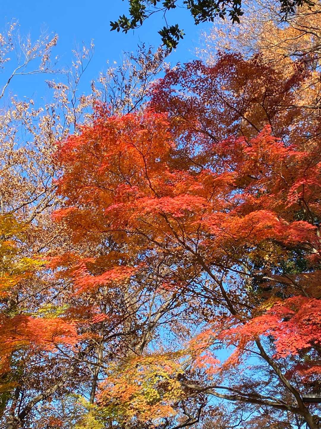 紅葉🍁高尾山 / takaさんの高尾山・陣馬山・景信山の活動データ | YAMAP / ヤマップ