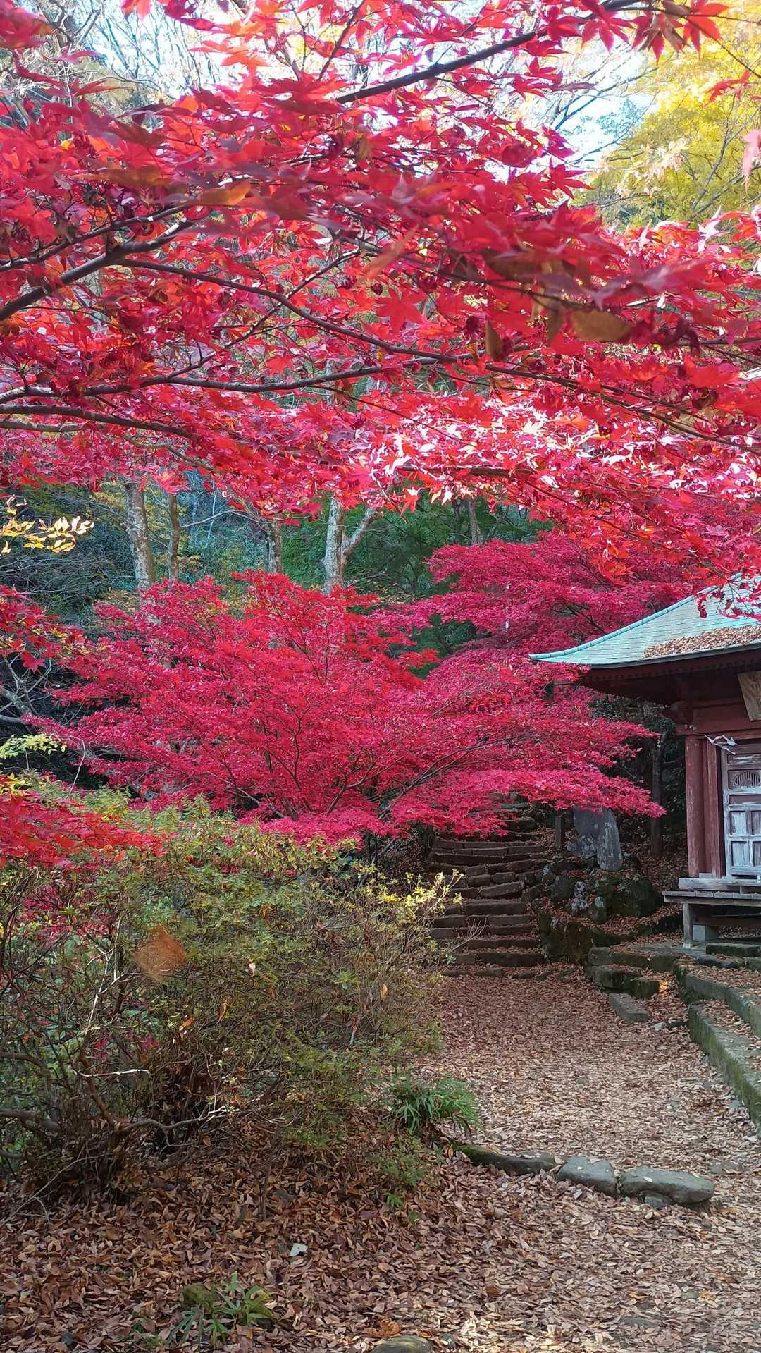 11/26 大山 / ほんださんの大山の活動データ | YAMAP / ヤマップ