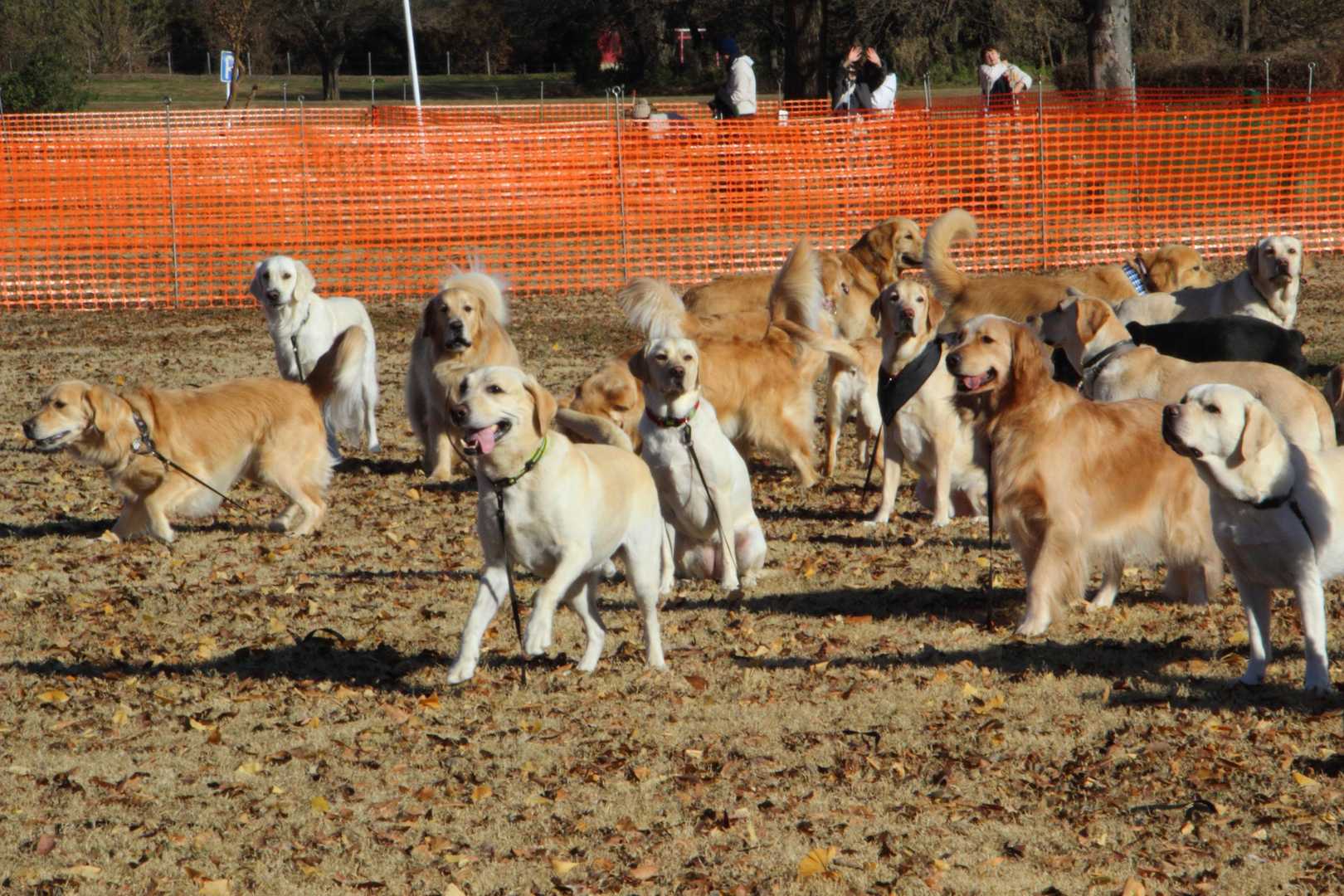 レトリバーDay🐶2025🐾 / おちもりさんのその他の活動データ | YAMAP / ヤマップ