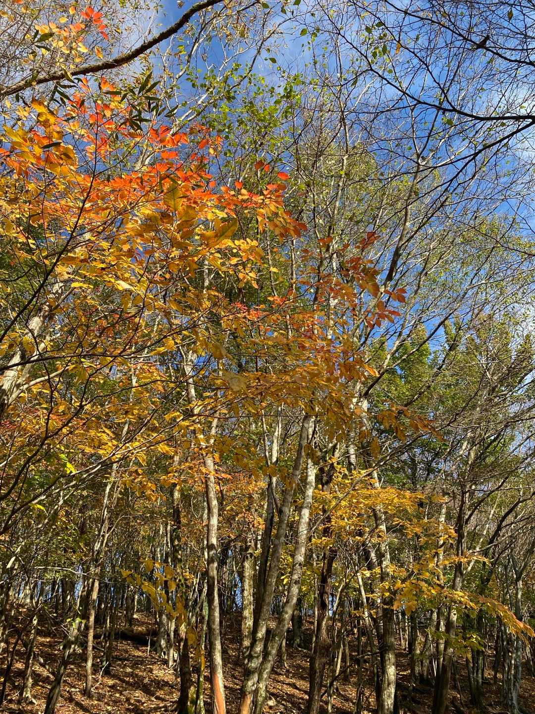 カルト山・兜山(玖珠) / em1209さんの福万山・大祖山・平家山の活動データ | YAMAP / ヤマップ