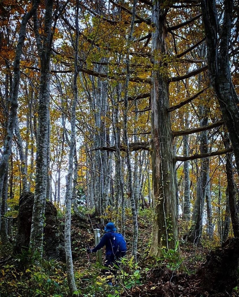 神代山・八塩山 :矢島コース / かんちゃんさんの八塩山の活動データ | YAMAP / ヤマップ