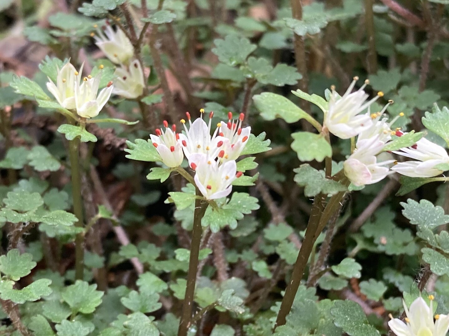 春のお花に会うために高尾山へ / cyさんの高尾山・陣馬山・景信山の活動データ | YAMAP / ヤマップ