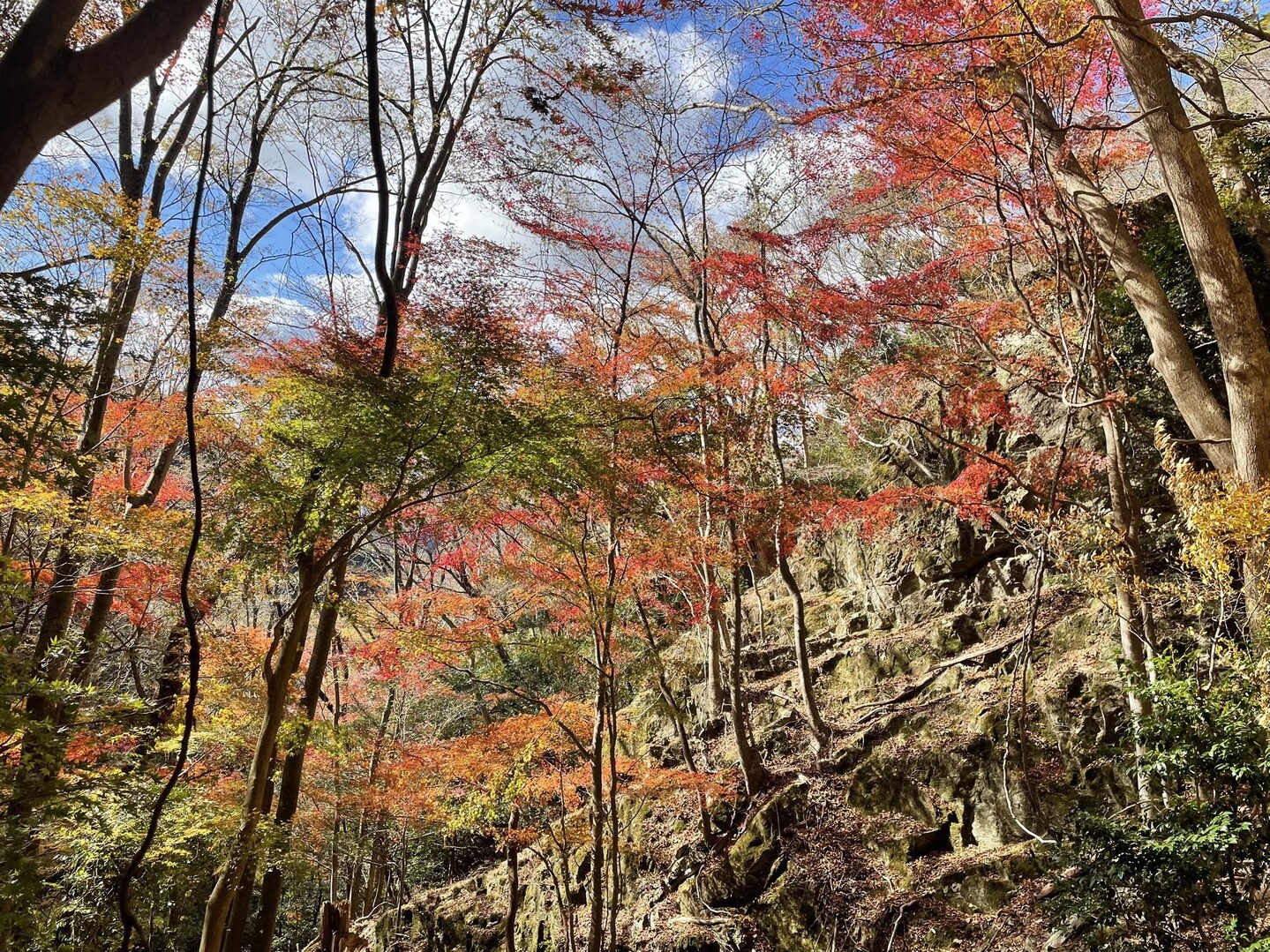 明神山（三ツ瀬明神山） / Aiさんの明神山（三ツ瀬明神山）の活動データ | YAMAP / ヤマップ