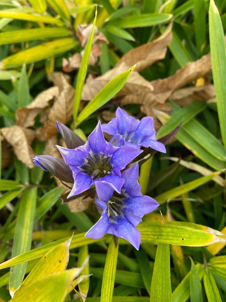 Guestさんの投稿したフィールドメモ | YAMAP / ヤマップ