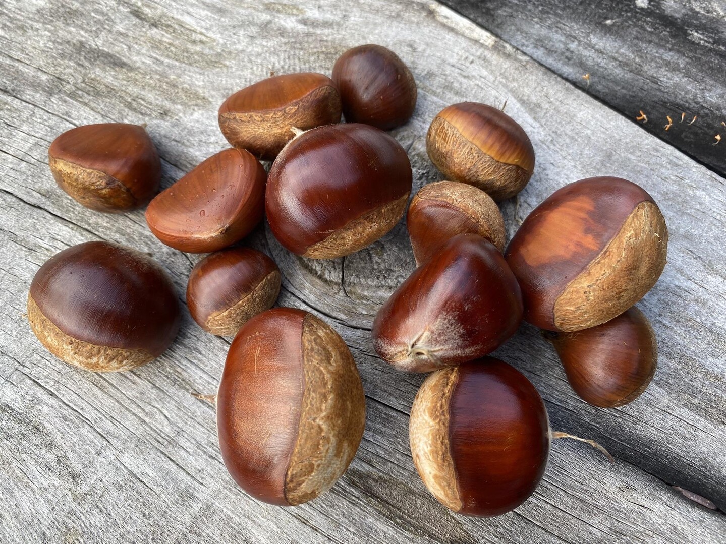 里山トレと🌰拾いpart2in百々ヶ峰 / R320さんの百々ヶ峰・源太峰の活動データ | YAMAP / ヤマップ