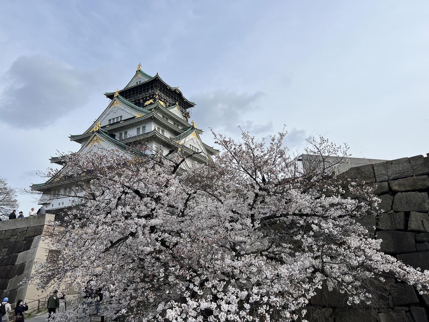 R6.4.4 大阪城の桜 城の周りはまだ... / matyさんのモーメント | YAMAP / ヤマップ