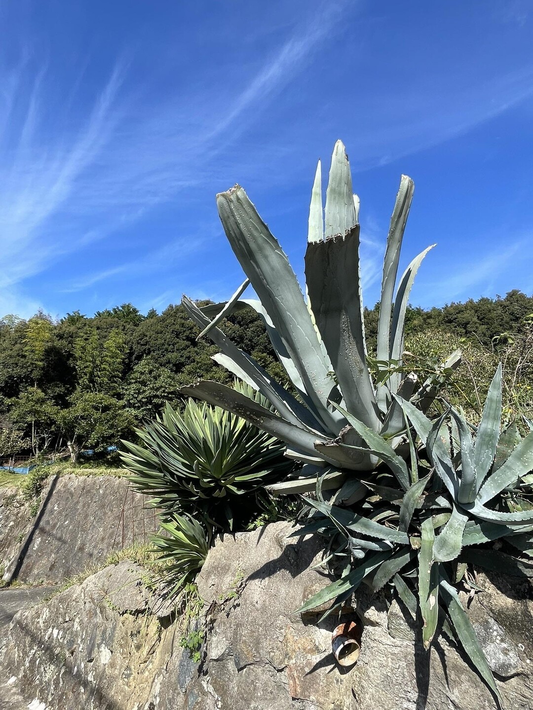 天狗山・鳴滝山 / JBT5さんの下関市（豊浦町・菊川町）の活動日記 | YAMAP / ヤマップ
