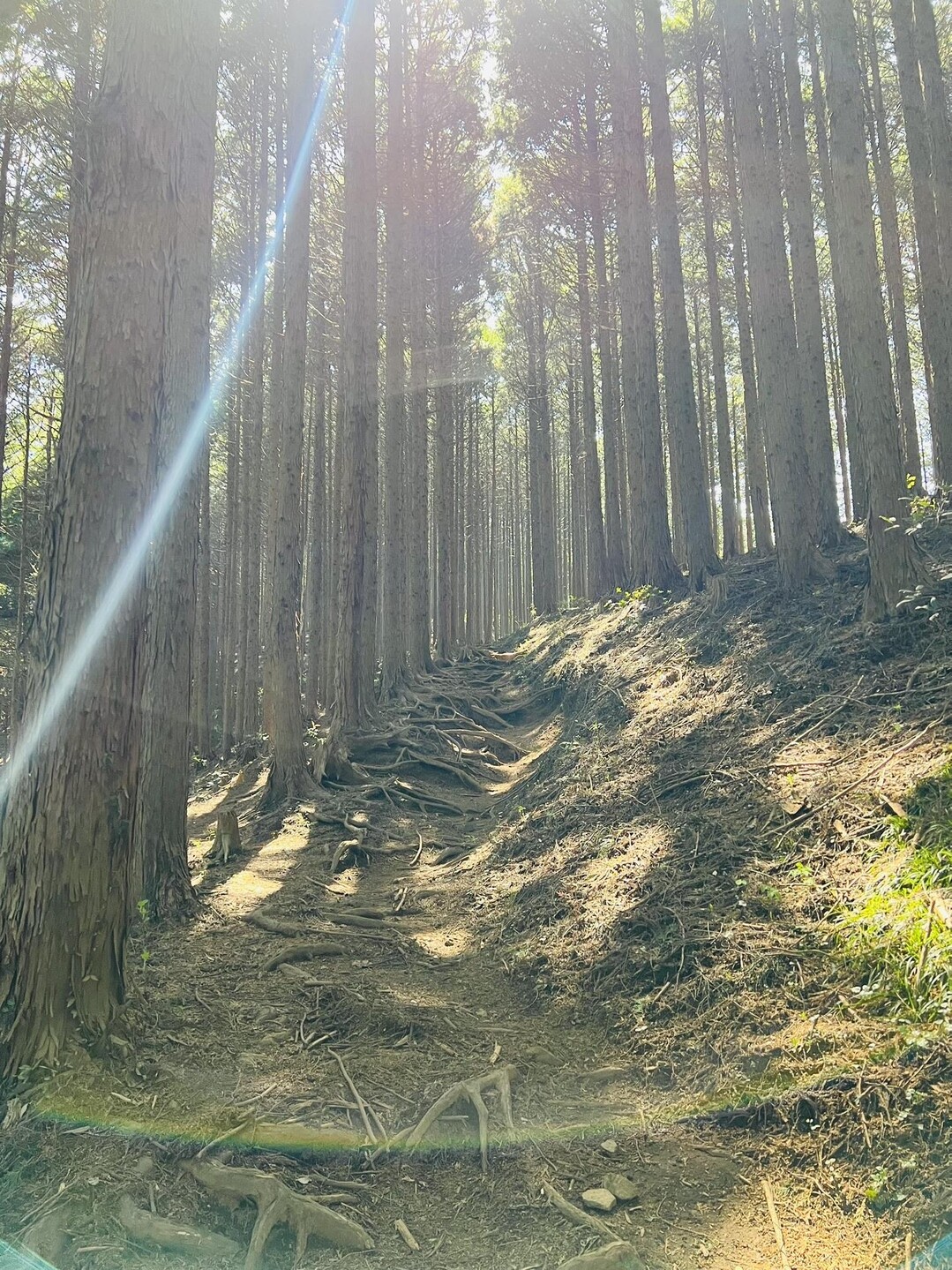 愛宕山 & 三室山 / Amy(エイミー)さんの大岳山・御岳山・御前山の活動データ | YAMAP / ヤマップ