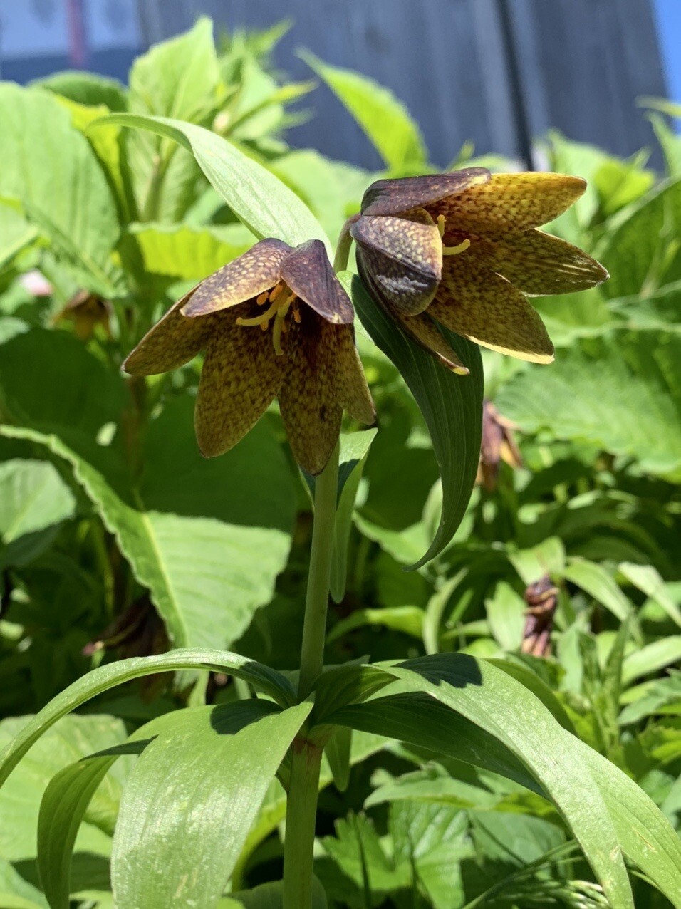 白山お花巡り登山-2021-07-17 / shunさんの白山・別山・銚子ヶ峰の活動データ | YAMAP / ヤマップ