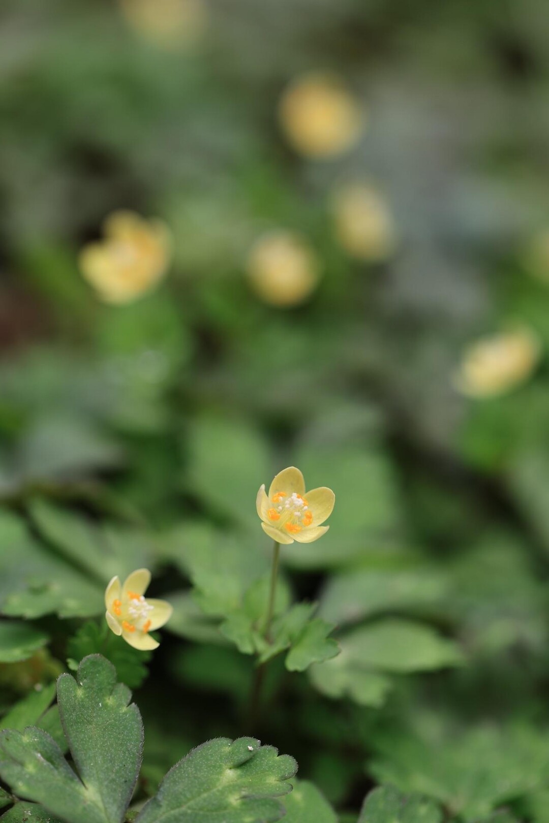 春爛漫🌸🌼〜③ 春の金剛山〽️ サイ... / さとしさんのモーメント | YAMAP / ヤマップ
