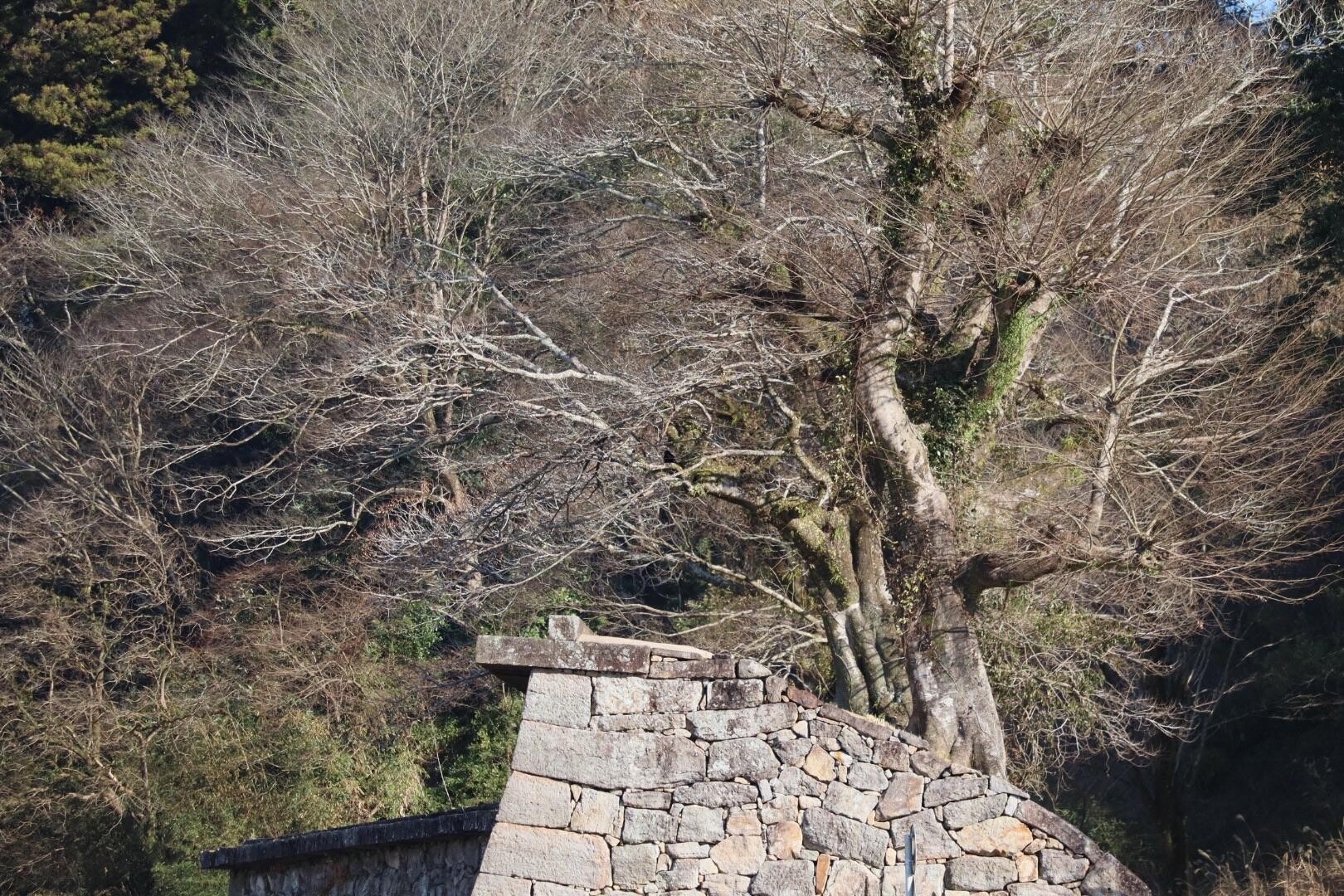 史跡人吉城跡（繊月城）にて 日本百名城... / hideさんのモーメント | YAMAP / ヤマップ