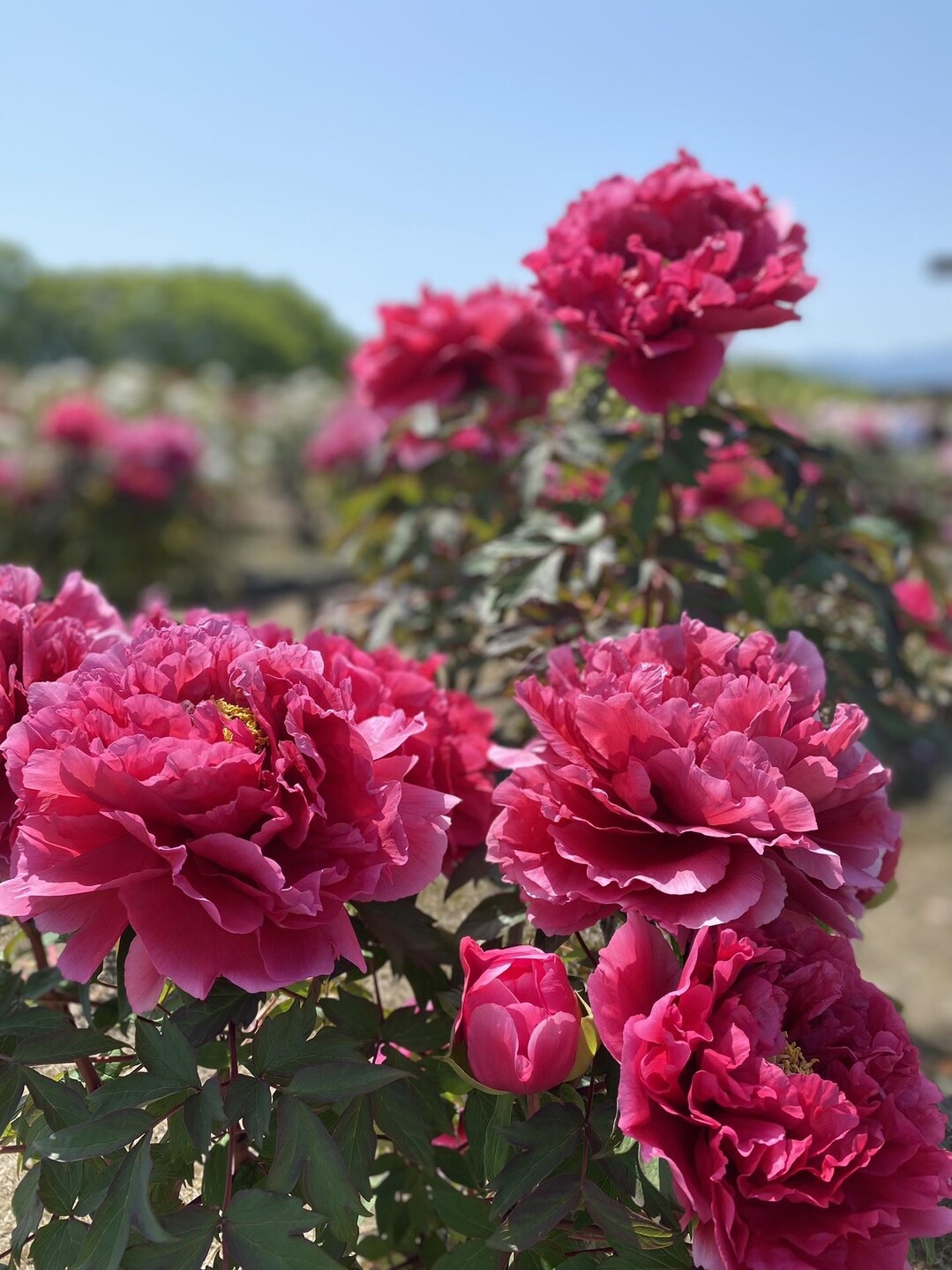満開🌸🌼🌸の牡丹を求めて💦 / やおさんのモーメント | YAMAP / ヤマップ