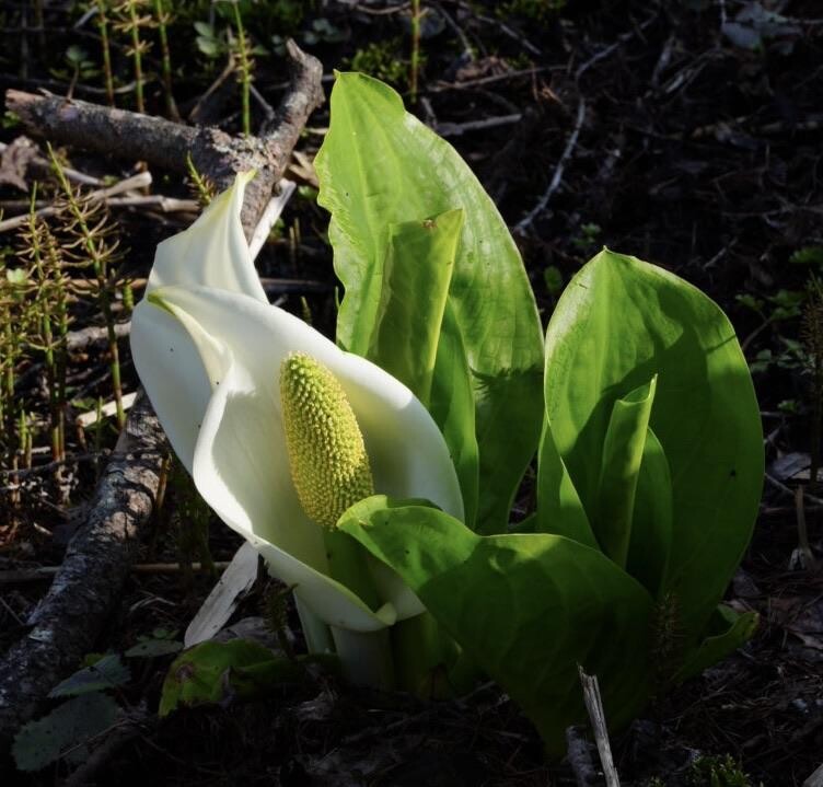 この歳になって初めて咲いてるの見た👀 / Masa.Rさんのモーメント | YAMAP / ヤマップ