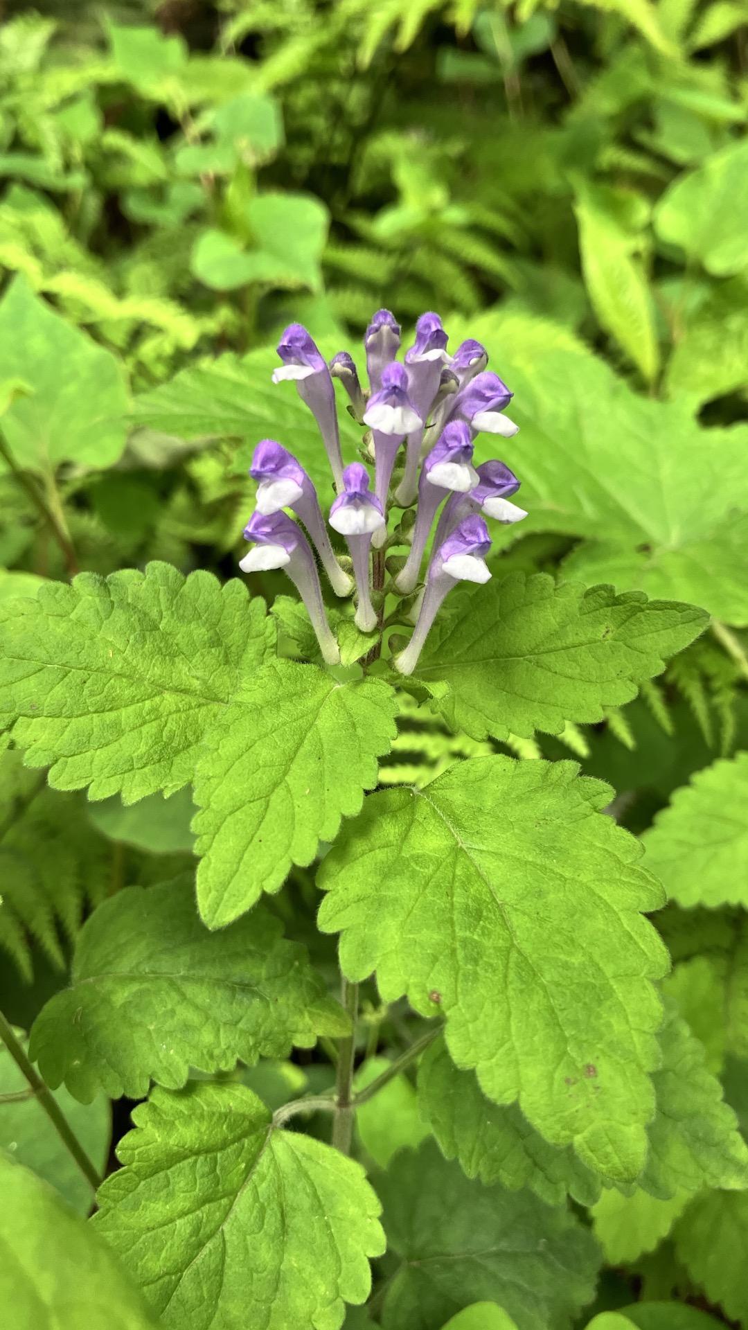 足羽山・兎越山 / pongoさんの足羽山・八幡山・兎越山の活動データ | YAMAP / ヤマップ