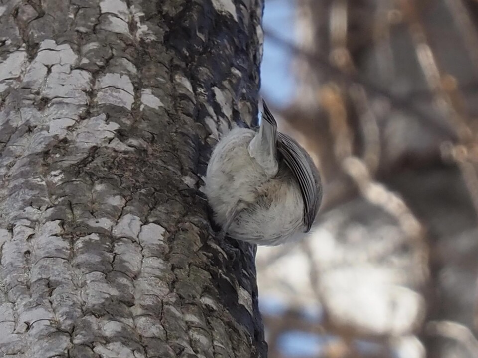 西岡公園入口-焼山 周回コースの地図・登山ルート・登山口情報 | YAMAP / ヤマップ