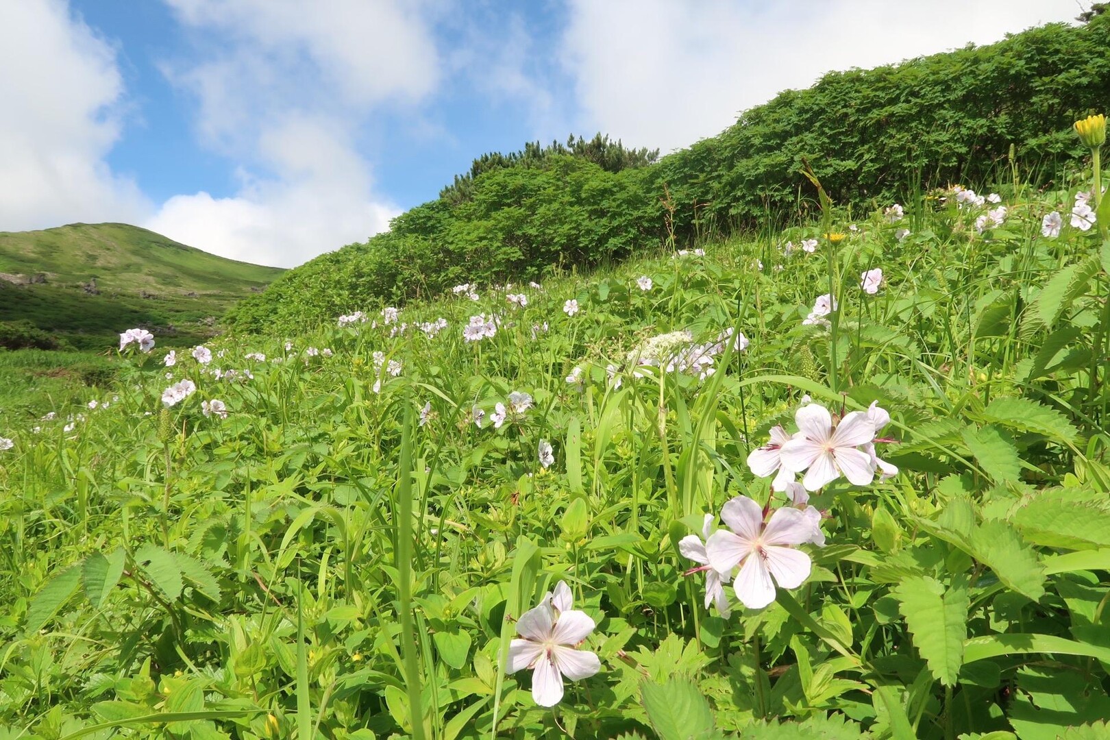 トムラウシ山 / ルシアンさんのGT3 2の活動データ | YAMAP / ヤマップ