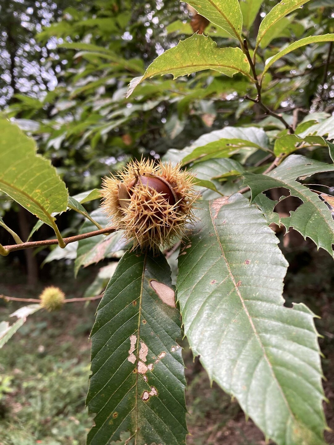 秋🌰 楽しみの一つ / wara2さんのモーメント | YAMAP / ヤマップ