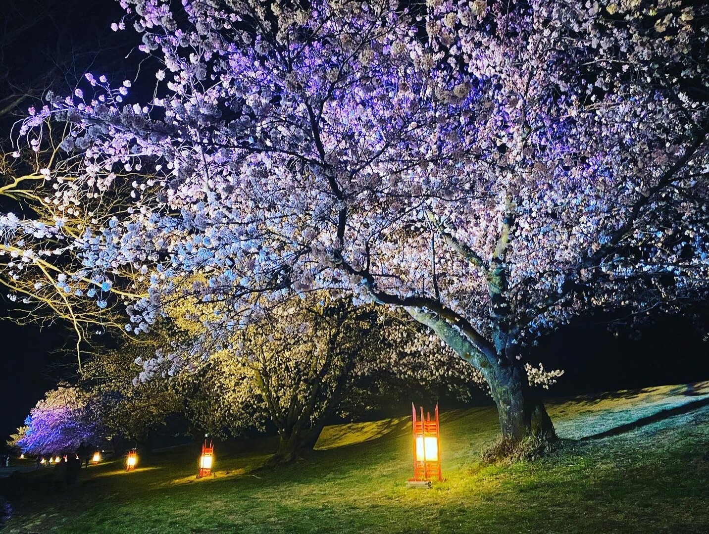 夜桜🌸 ライトアップ / Nmamaさんのモーメント | YAMAP / ヤマップ