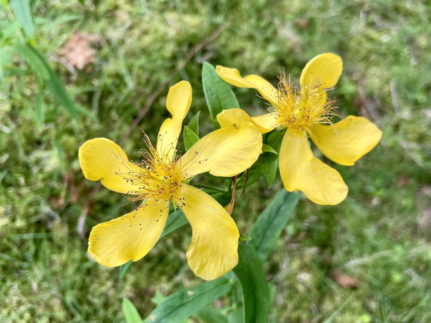 初めまして、西大台😆 / otaksaさんの大台ヶ原山・日出ヶ岳・大杉谷の活動データ | YAMAP / ヤマップ