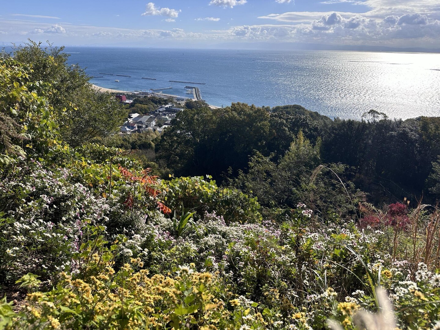 ノジギク探訪〜一ノ谷町から行くのがオススメ / ERlii*さんの六甲山・長峰山・摩耶山の活動データ | YAMAP / ヤマップ