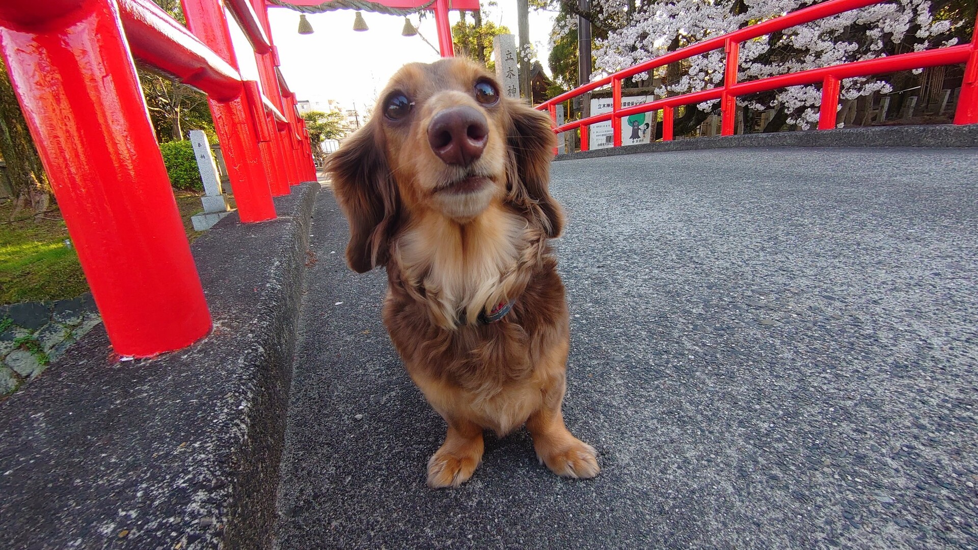 きょうの🌸さんぽ🐒🐾🚶🎶🤗 / Pakkun🚶 & もんちむ🐒さんのモーメント | YAMAP / ヤマップ