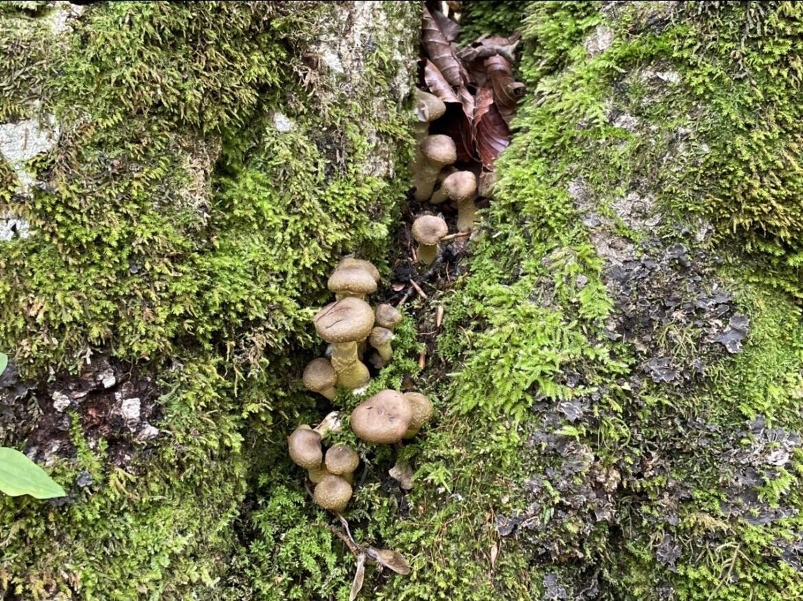 2022.11.19(土) 13:49 / ケロケロ🐸🐸🐸さんのモーメント | YAMAP / ヤマップ