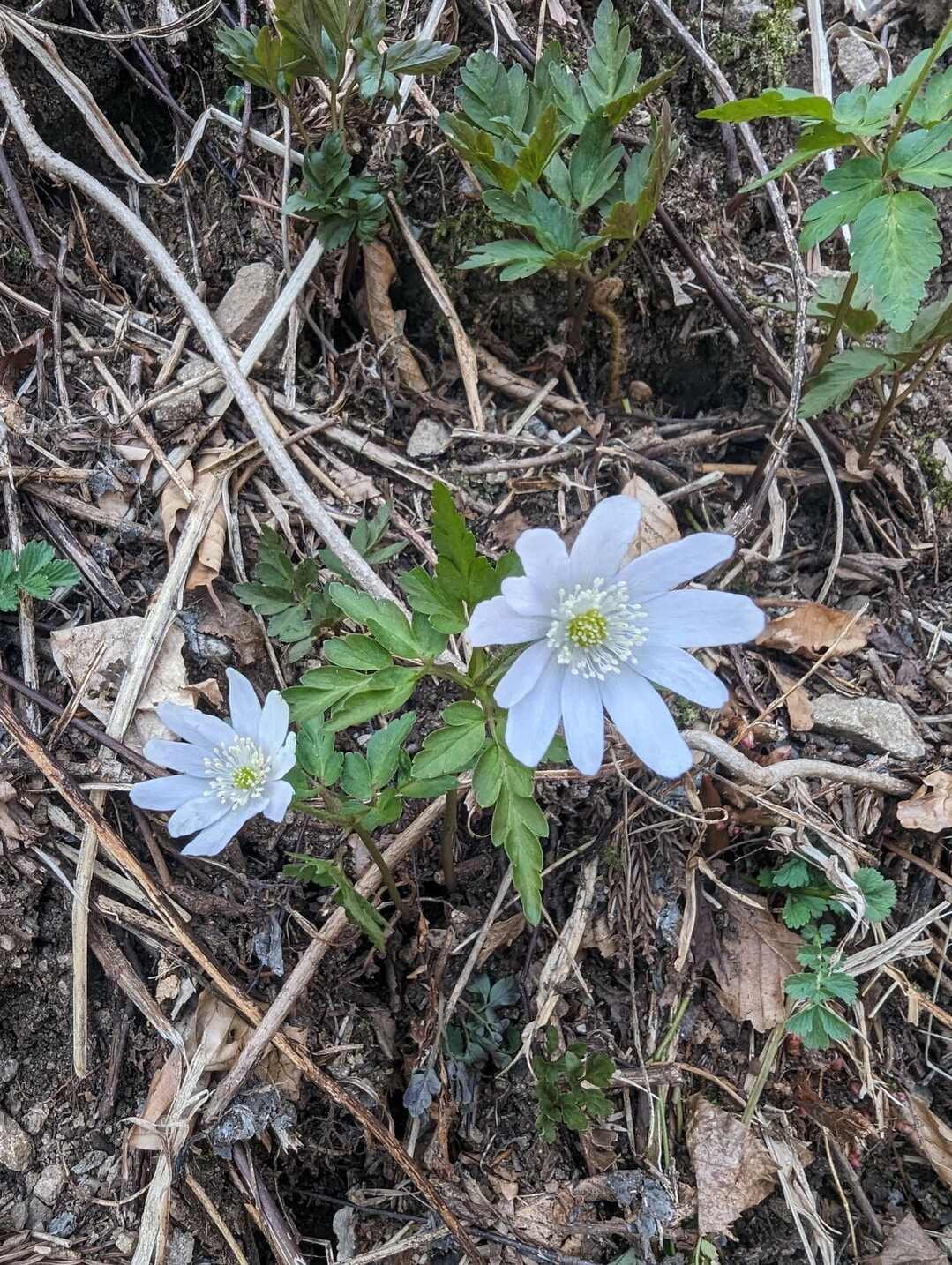 2024.04.14(日) 08:38 / レインさんのモーメント | YAMAP / ヤマップ