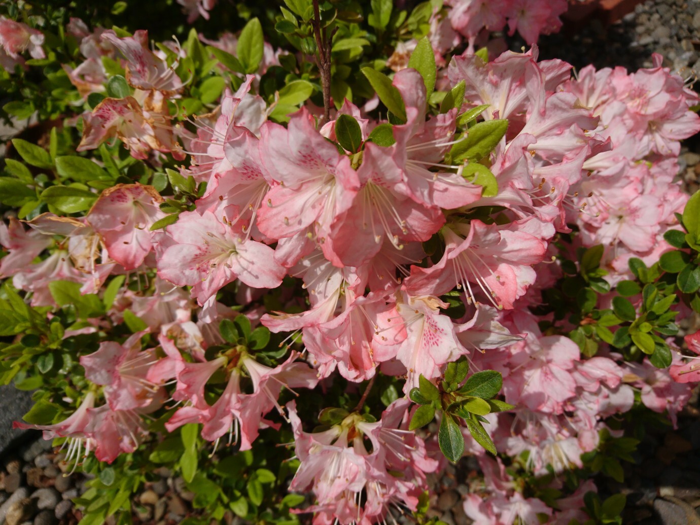 【庭シリーズ③】 クルメツツジ ナフ... / shoさんのモーメント | YAMAP / ヤマップ