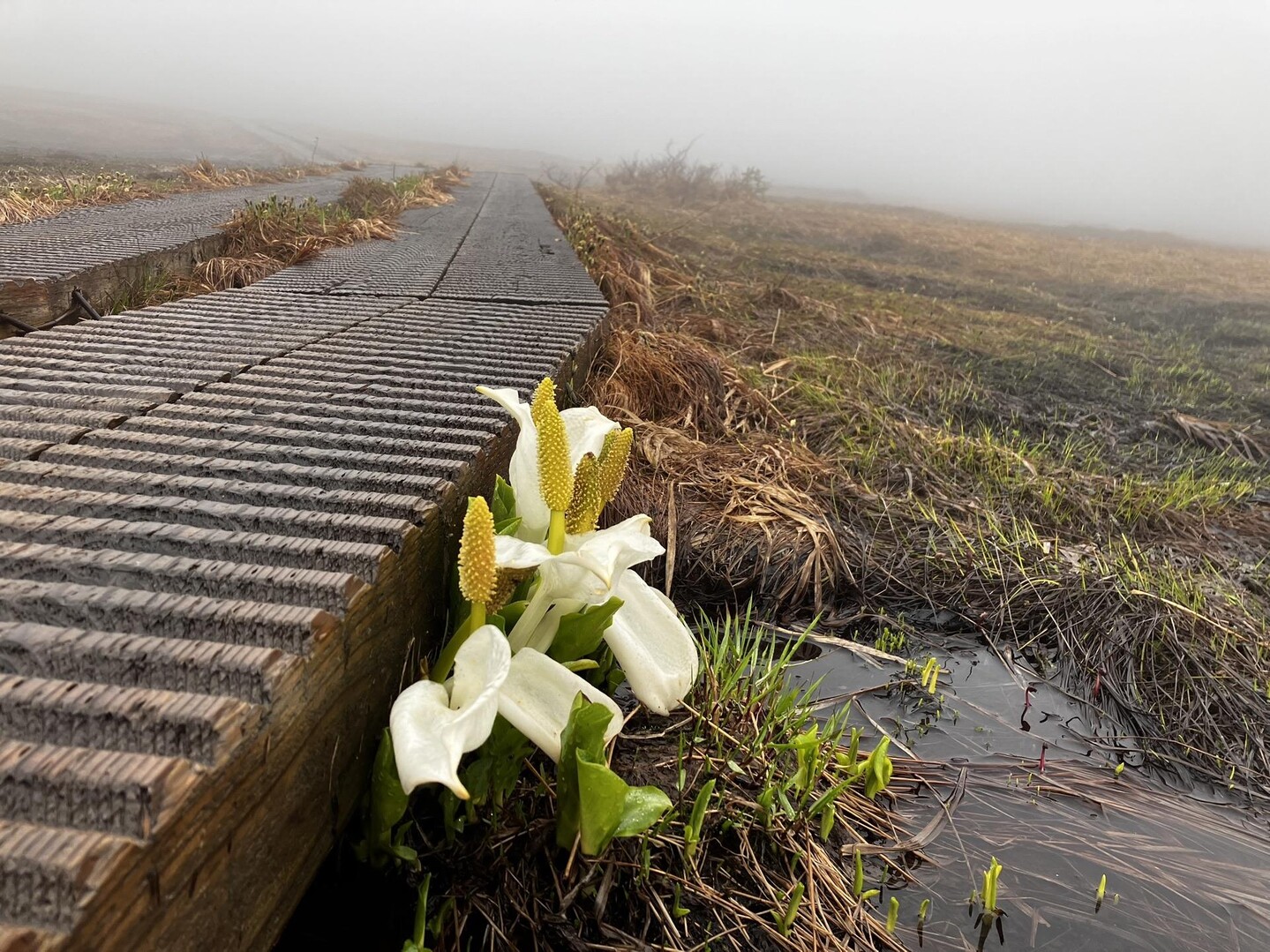 もう1回行ってみたけど 〜 八幡平 / tatさんの岩手山・八幡平・安比高原 50km トレイルの活動データ | YAMAP / ヤマップ
