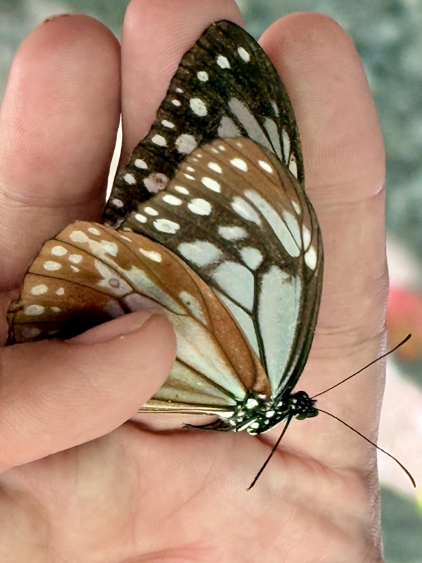 裏高尾で虫探し / neroliさんのウォーキングの活動データ | YAMAP / ヤマップ