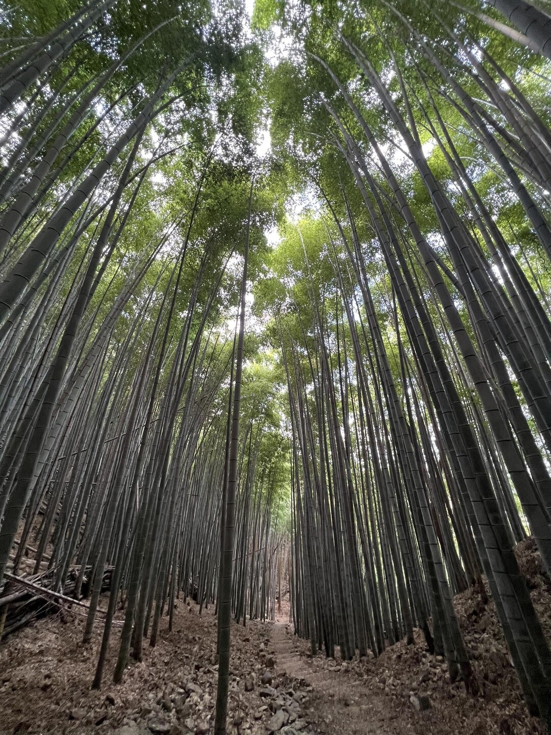 JRウォーキング九州オルレ みやま 清水寺 神宿る竹林 / くっぴさんの九州オルレ・みやま・清水山コースの活動データ | YAMAP / ヤマップ