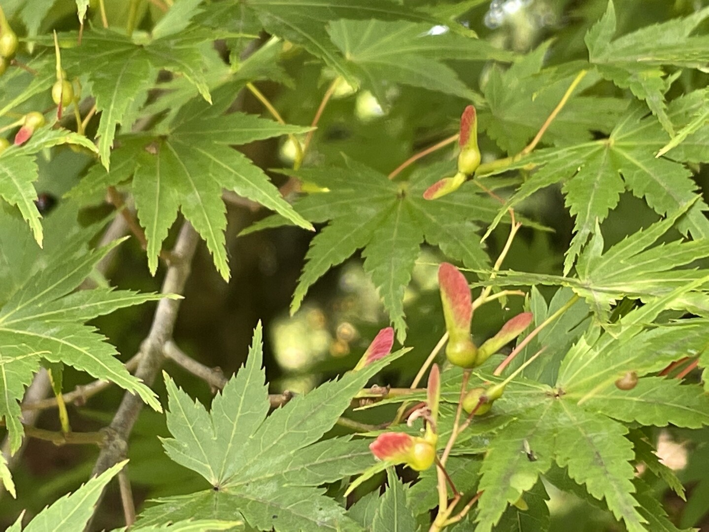 城山公園散策🚶‍♀️ / みおさんの日置市の活動データ | YAMAP / ヤマップ