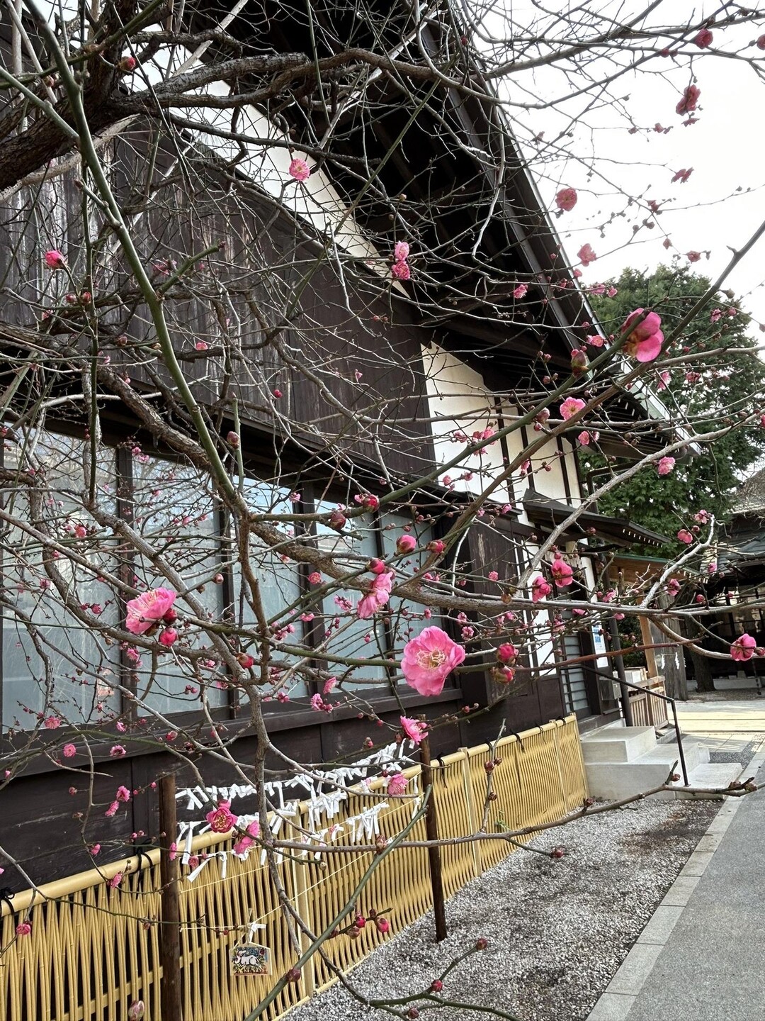 先日の神社巡りで見かけた梅たち。春はもう... / conyさんのモーメント | YAMAP / ヤマップ