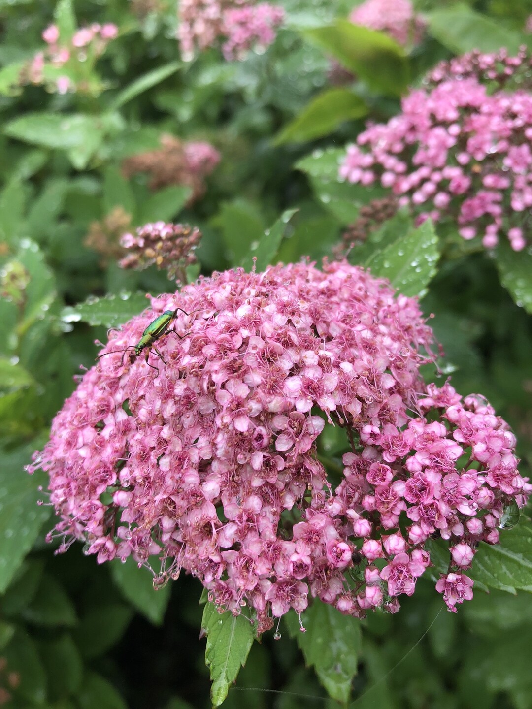象ヶ鼻・振子山・野田ヶ山 / 💖🐰Roco🐰💖さんの大山・甲ヶ山・野田ヶ山の活動データ | YAMAP / ヤマップ