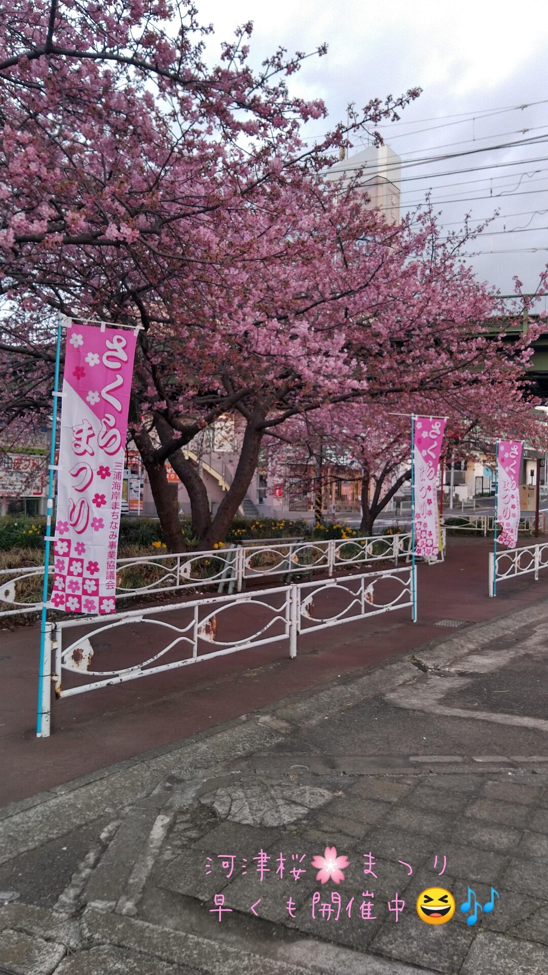 京急三浦海岸の河津桜🌸まつり 早速、お... / Ichi-genさんのモーメント | YAMAP / ヤマップ