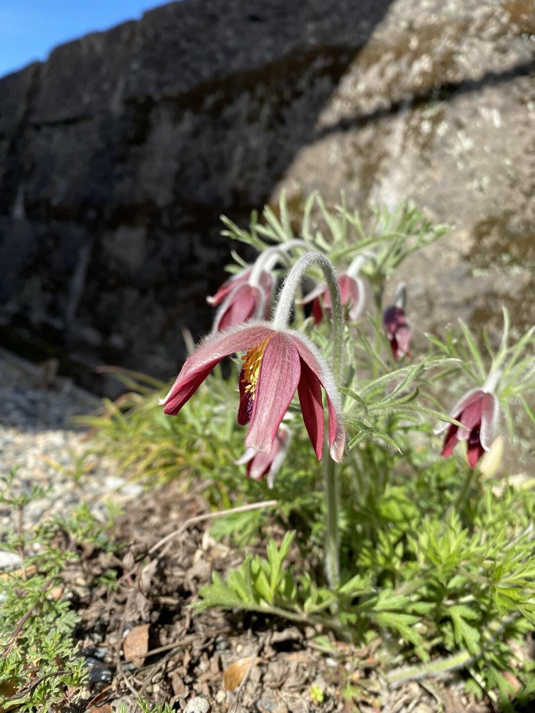 家の翁草 いつの間には咲いてた / AZUMBOさんのモーメント | YAMAP / ヤマップ