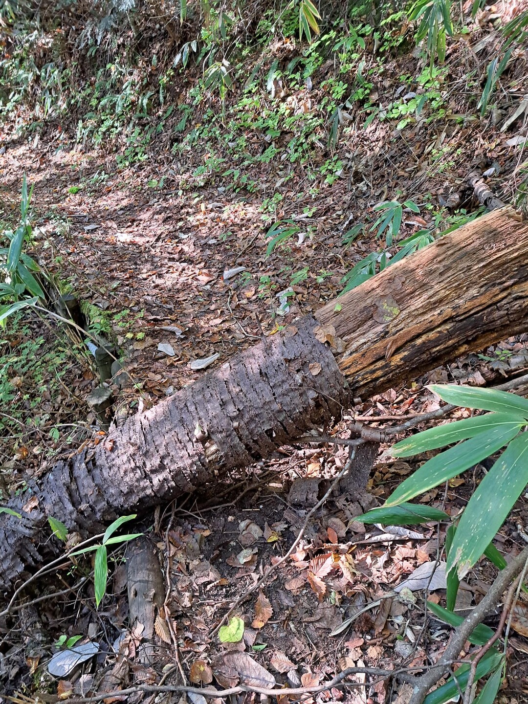 MKイットさんの投稿したフィールドメモ | YAMAP / ヤマップ