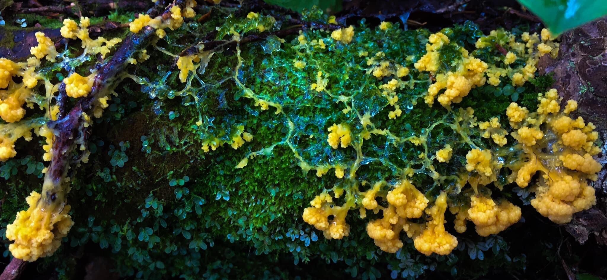 粘菌ネットワーク... 🍄腐海の森に... / miiさんのモーメント | YAMAP / ヤマップ