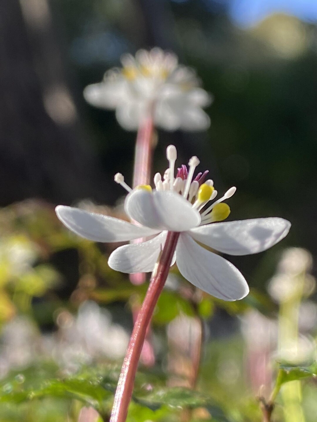 みんな大好きバイカオウレン / Yukakoさんの栃ヶ山・櫃ヶ岳・柚野山の活動データ | YAMAP / ヤマップ