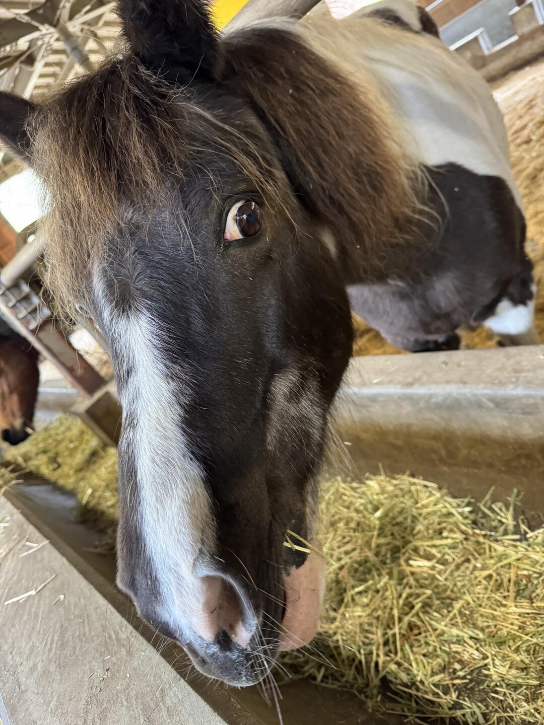 #93 天蓋山とソーセージ食べ放題！にょにょの大冒険GW最終part3 / にょにょさんの天蓋山・大鼠山の活動日記 | YAMAP / ヤマップ