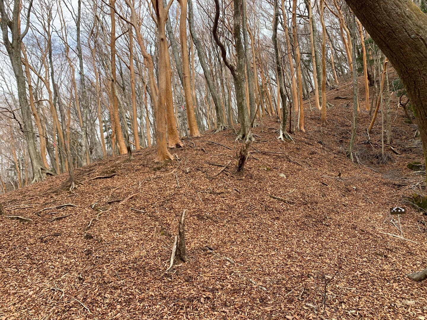 si-takaさんの投稿したフィールドメモ | YAMAP / ヤマップ