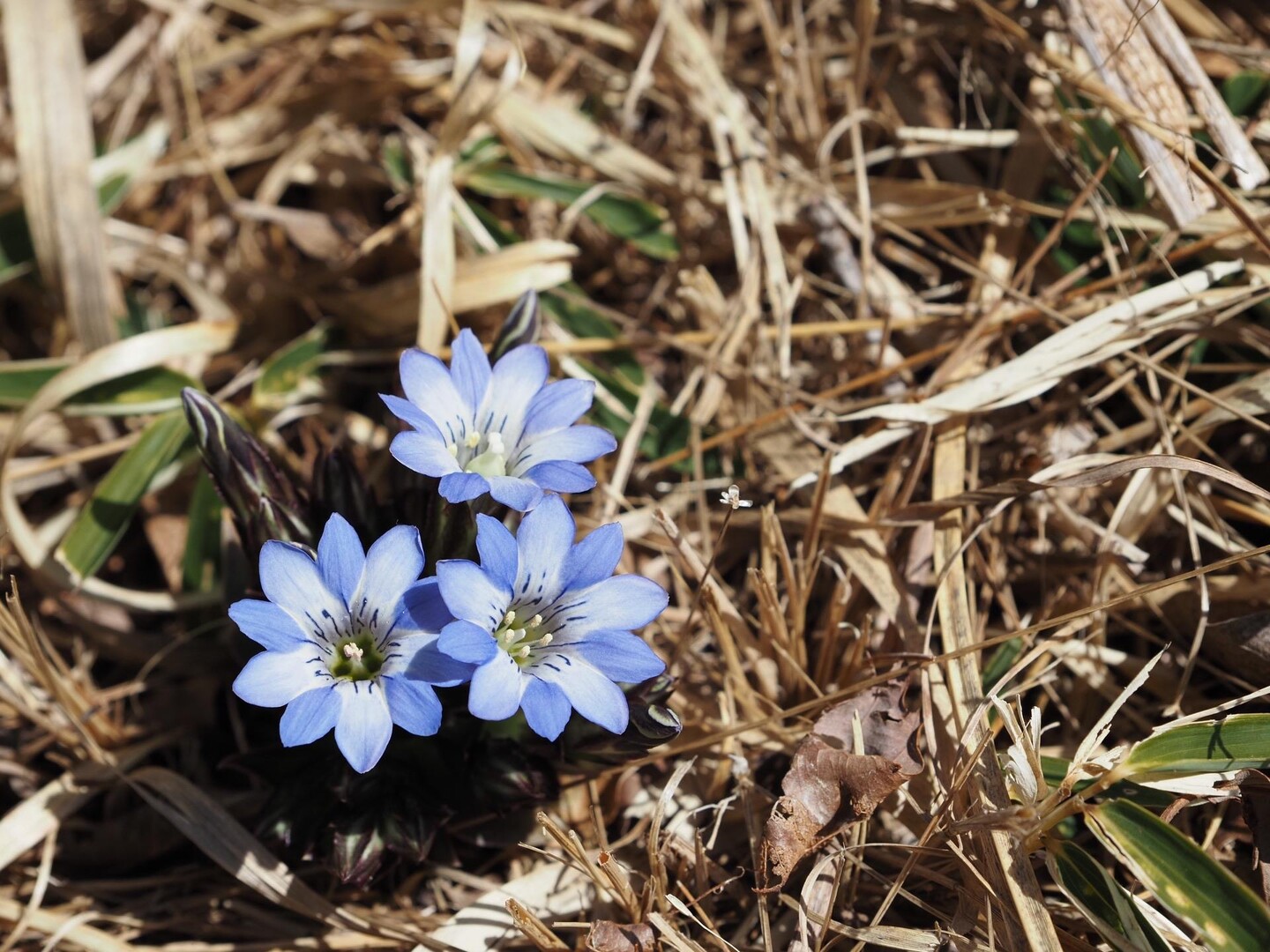 北屏風山・屏風山・八百山・馬の背山 / mikiさんの屏風山の活動データ | YAMAP / ヤマップ