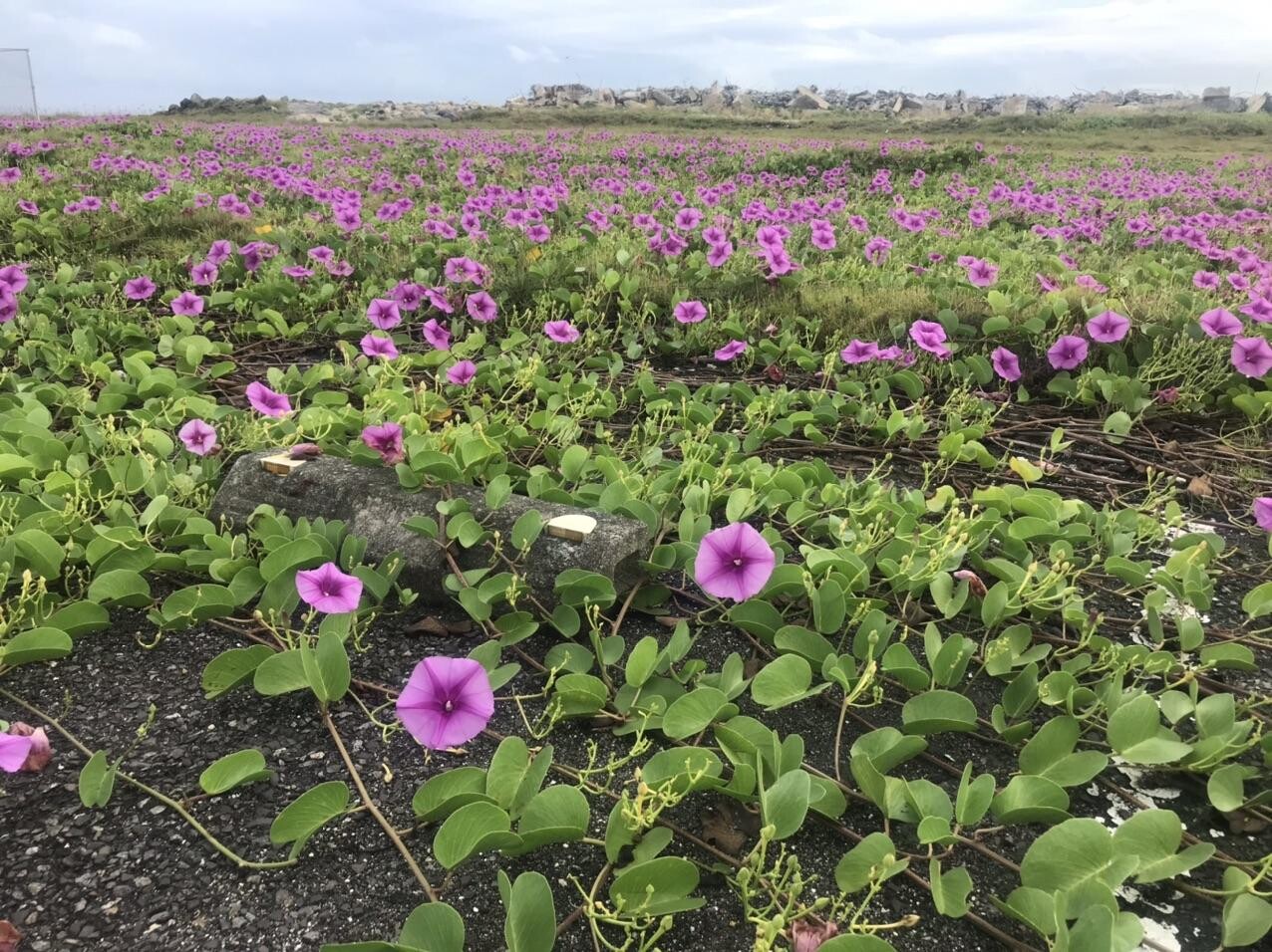 naga-chanのページ | YAMAP / ヤマップ