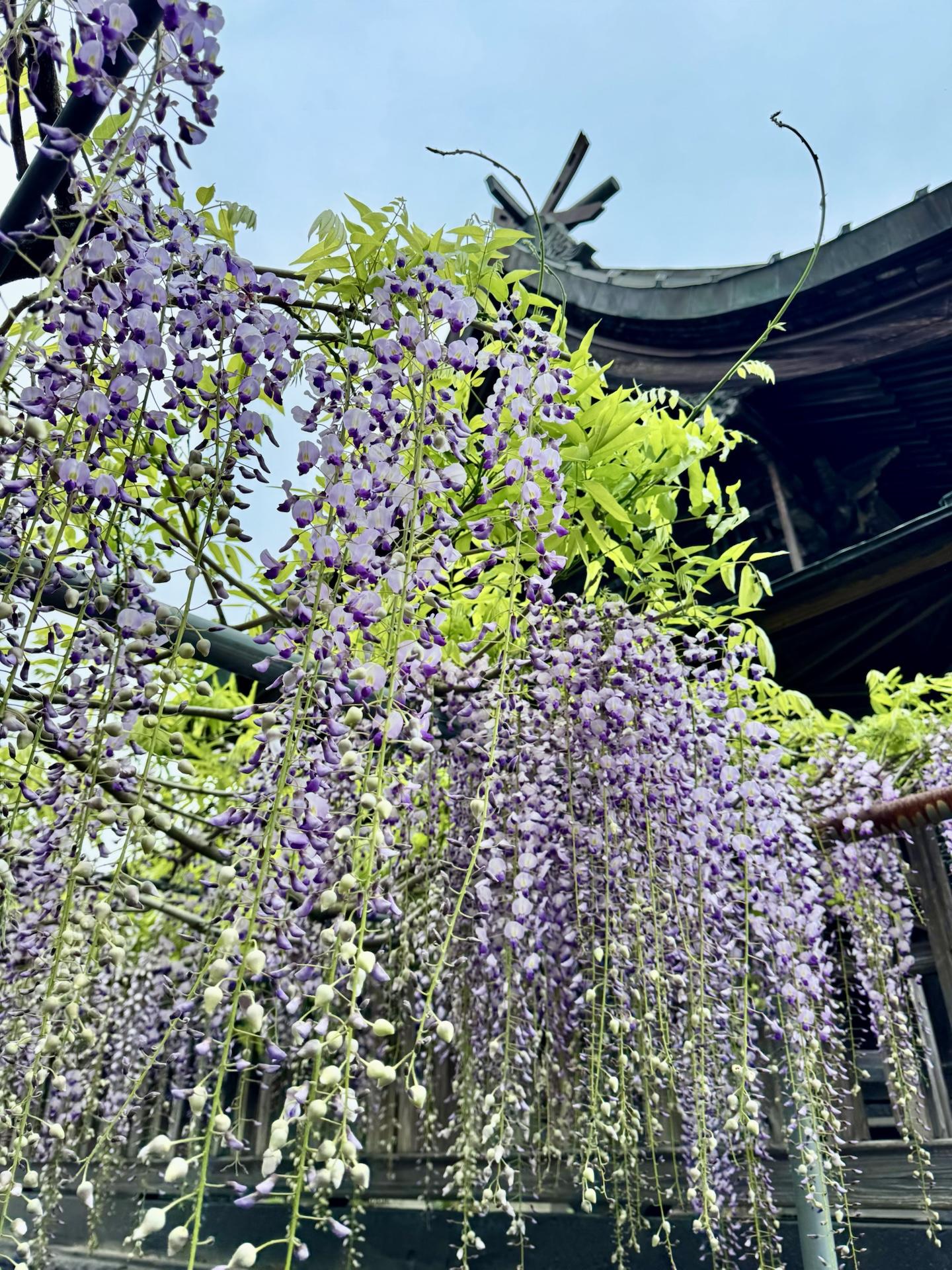お花見 RUN♬ と かき氷🍧 / Sachiさんの震岳・日輪寺山の活動日記 | YAMAP / ヤマップ