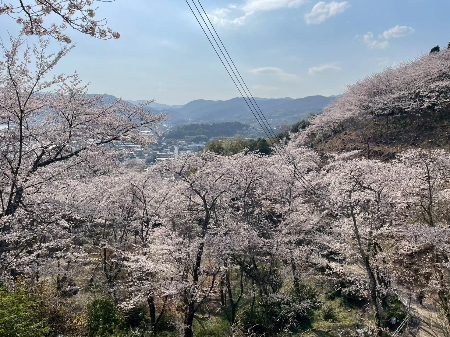 花見RUN🌸【朝日山】 / あっきさんの朝日山・鷹ノ巣山の活動データ | YAMAP / ヤマップ